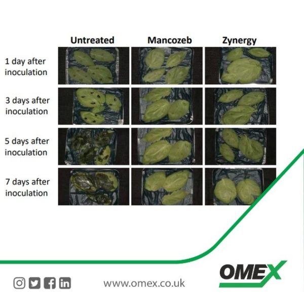 Zynergy Supplement Slows Blight - OMEX USA : OMEX USA